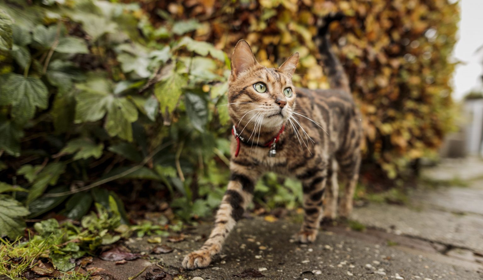 DÍA DEL GATO EN CHILE: UN RECORDATORIO DE LA IMPORTANCIA DE SU CUIDADO ...